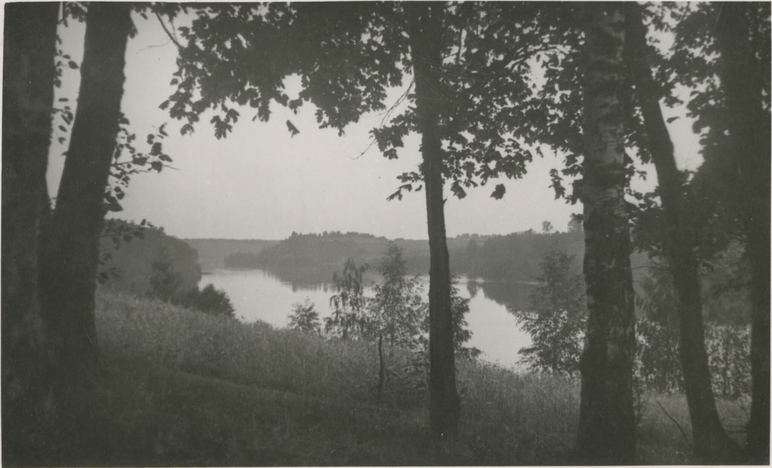 Tauragnas